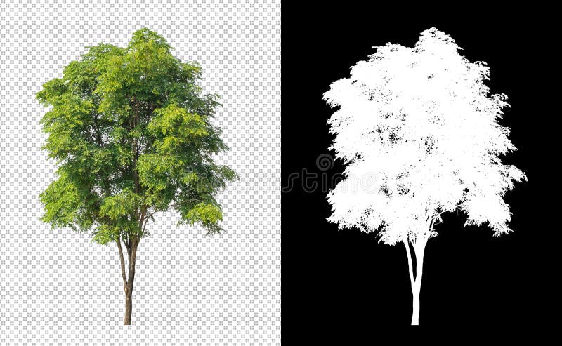 622 Tree Alpha Texture Stock Photos - Free & Royalty-Free Stock Photos ...