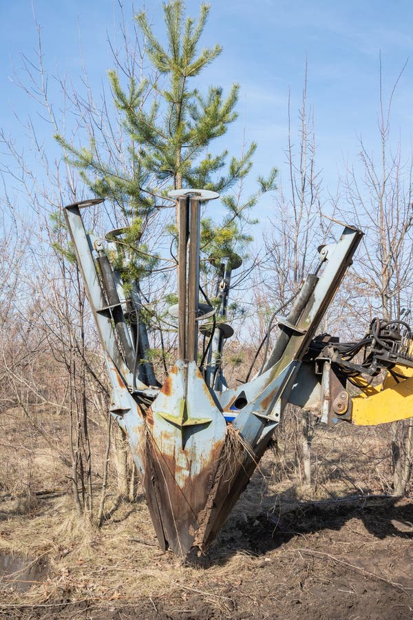 Tree Transplanter Heavy Machine Shovel with Pine Tree. Planting of Tree ...