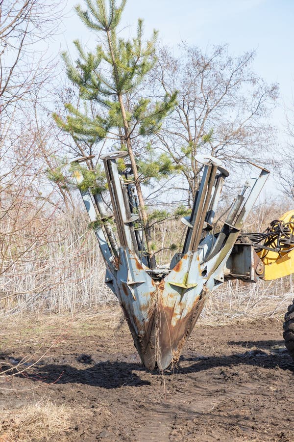 Tree Transplanter Heavy Machine Shovel with Pine Tree. Planting of Tree ...