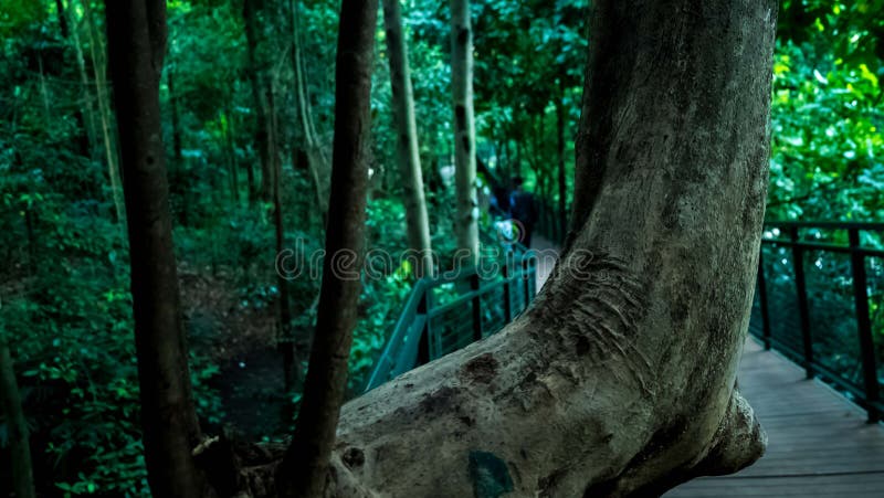 627 Tree Ata Stock Photos - Free & Royalty-Free Stock Photos from ...