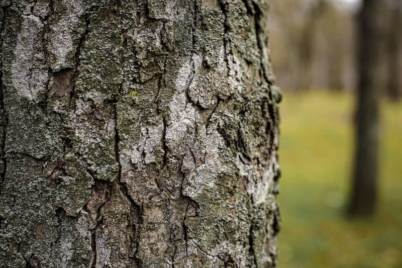 Tree and Tree Bark Close-up Stock Image - Image of trunk, plank: 272230797