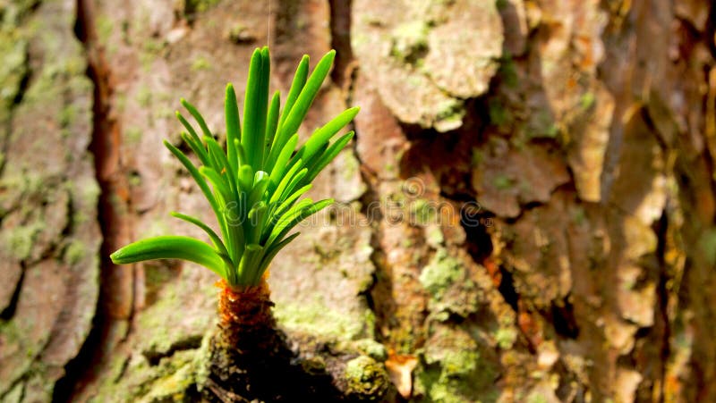 Tree, Tree Bark and First Branches in Spring Stock Photo - Image of ...