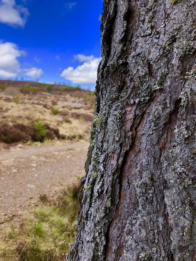 Tree. stock photo. Image of bark, perspective, shape - 115962174