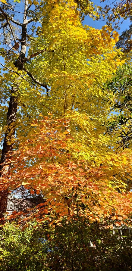 Tree stock photo. Image of tree, beautiful, colors, fall - 131942788