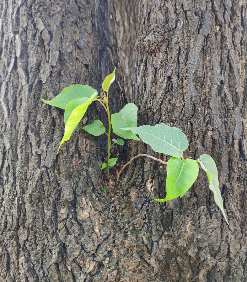 Tree on Tree, Bodhi Tree is Growing on Large Tree Stock Image - Image ...