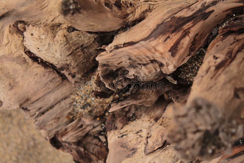 Roots Texture stock image. Image of roots, brown, cortex - 78383109