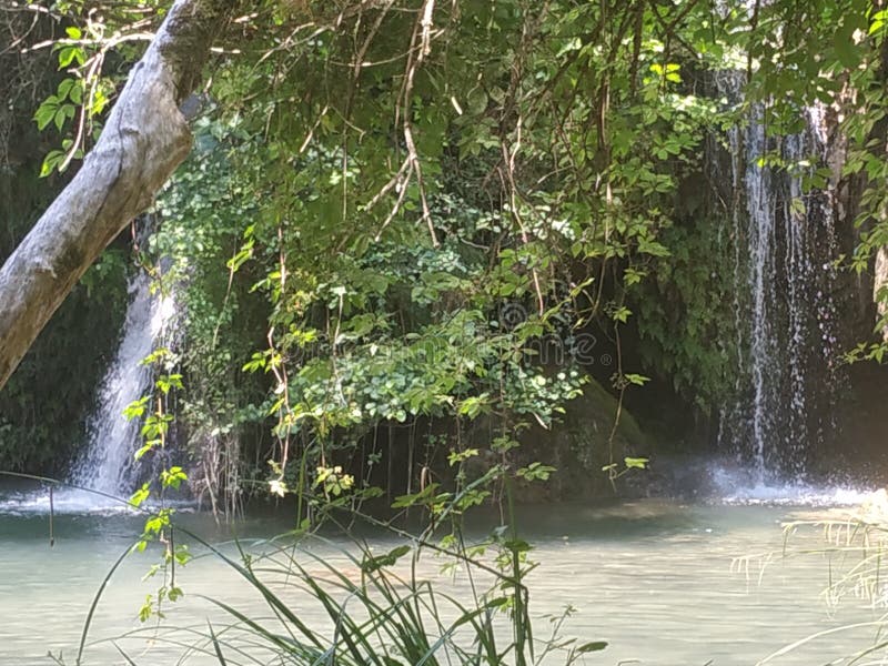 Tree stock image. Image of tree, water, falls, wood - 169533619