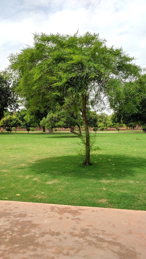 Tree stock image. Image of sunny, nature, tree, garden - 149548579