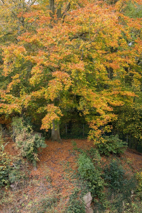 Tree stock image. Image of destination, growing, autumn - 101958203
