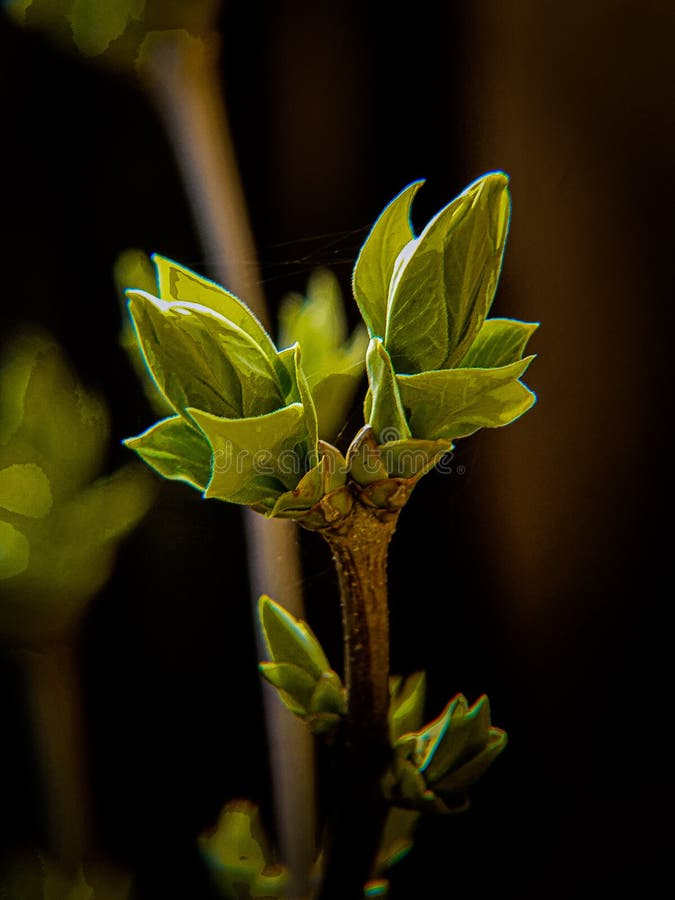 Tree stock image. Image of tree, plant, flower, leaf - 176242553