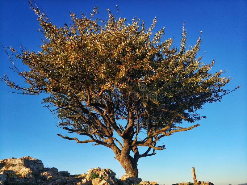 Tree stock image. Image of ilyas, mountain, tree, kaya - 135922421