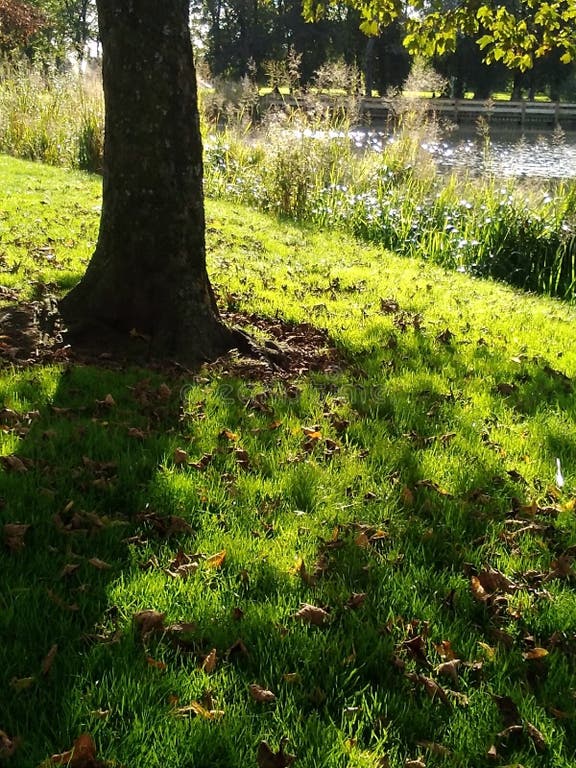 The tree stock photo. Image of tree, dappled, lighting - 160067824