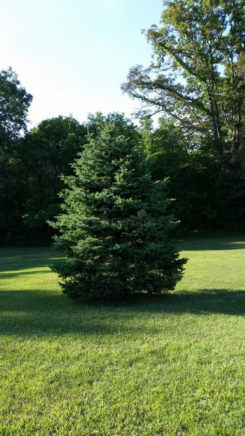 Tree stock image. Image of sitting, alone, wide, tree - 110010473