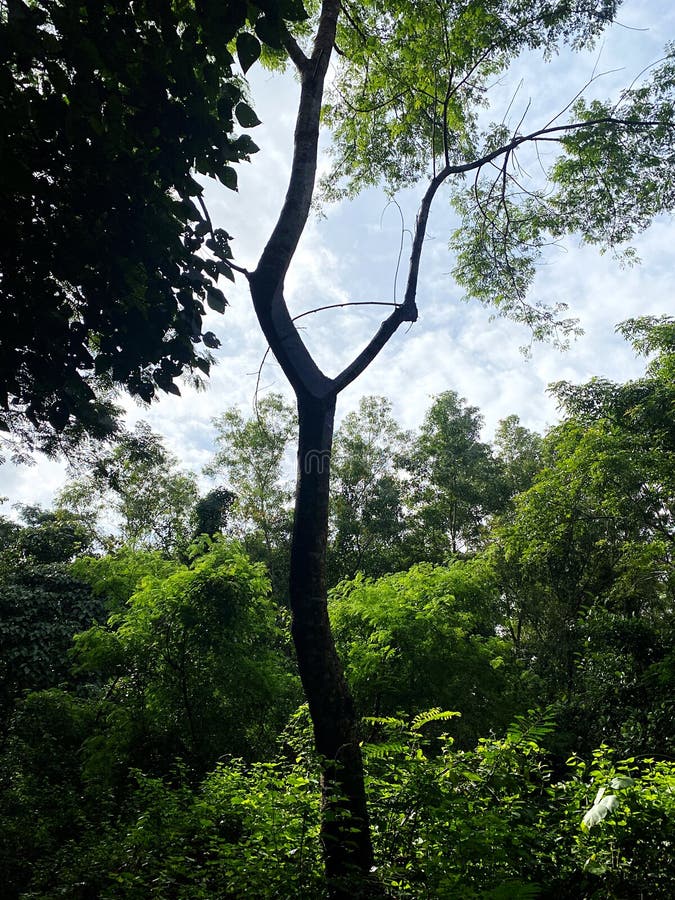 Tree stock image. Image of clear, tree, small, plant - 225687409