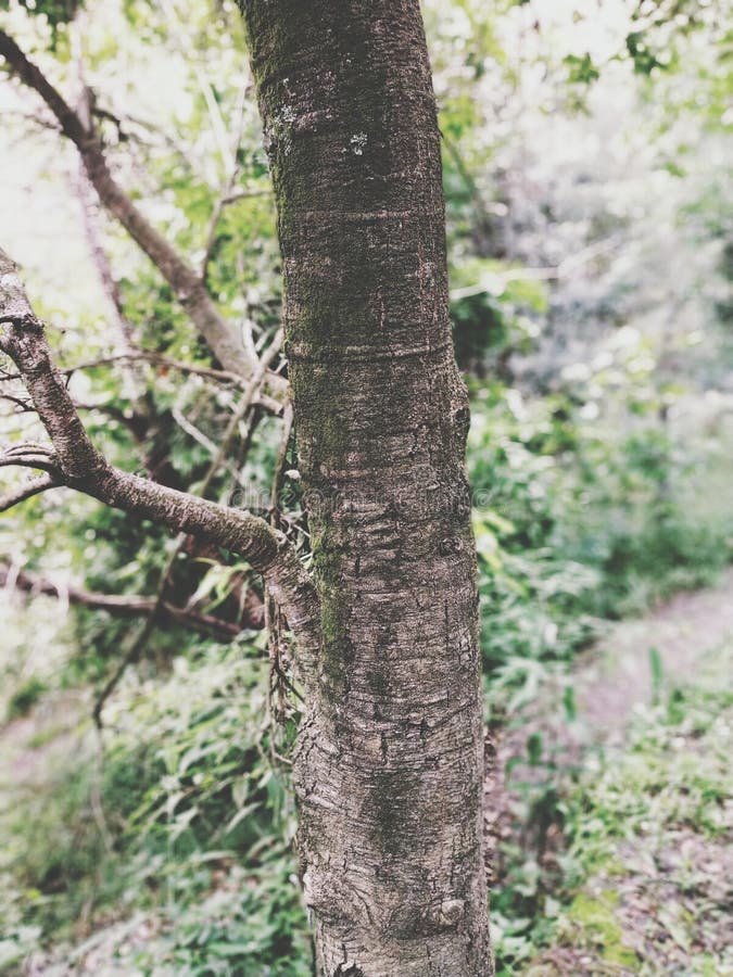 Tree stock photo. Image of greenery, green, plants, tree - 139752128