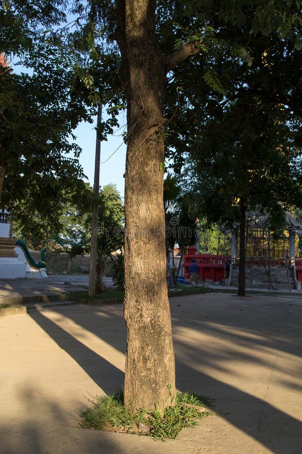 Tree stock photo. Image of laos, tree, shadow, temple - 129003638