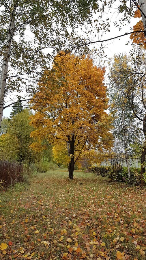 Tree stock photo. Image of tree, september, autumn, maple - 163313894