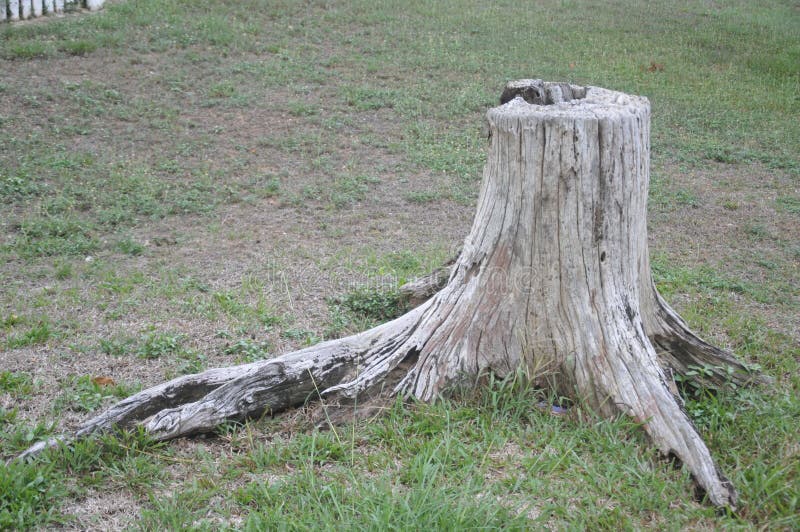 A Tree ,tree Trunk Round of Green Grass and the Strong Base of the Tree ...