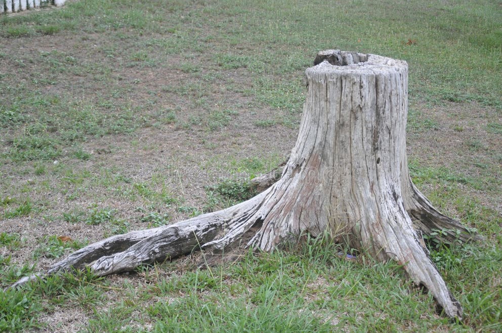 A Tree ,tree Trunk Round of Green Grass and the Strong Base of the Tree ...