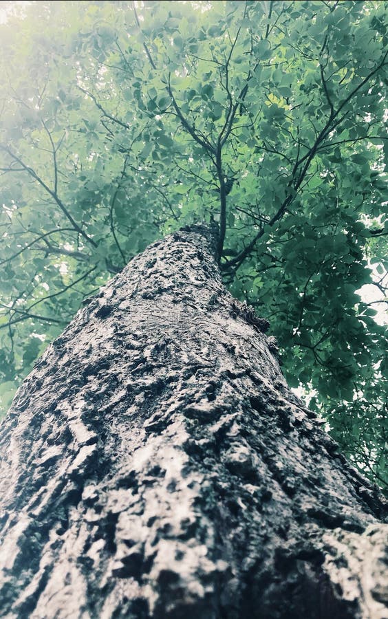 Tree stock photo. Image of beautiful, tree, full, trees - 121077190