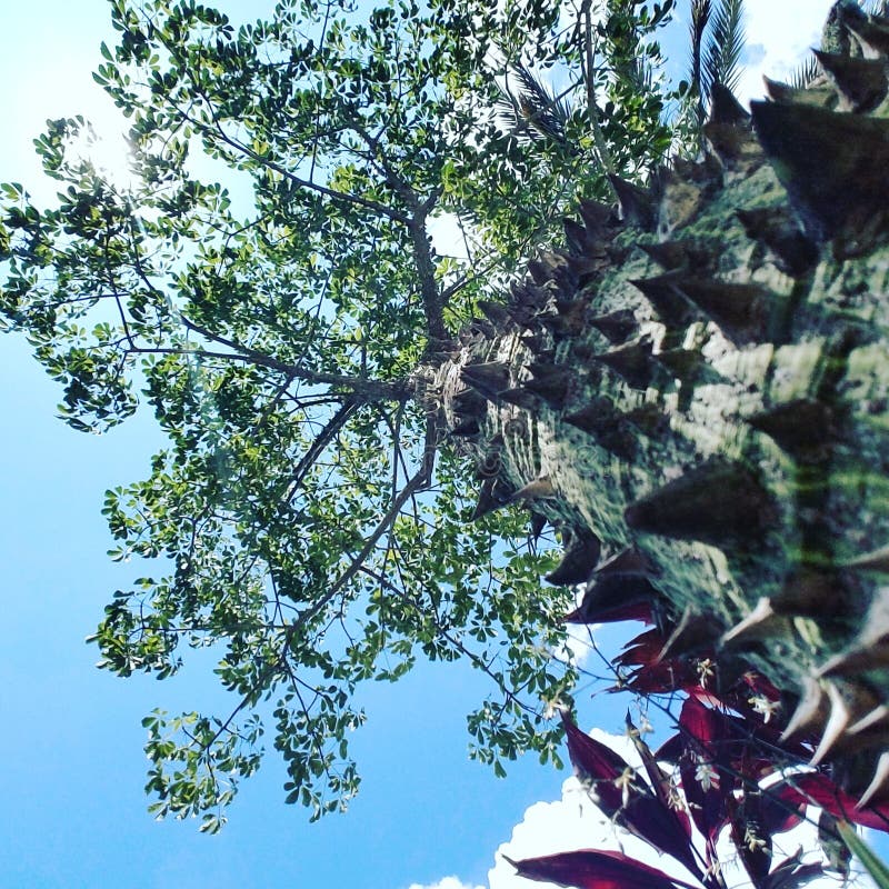 Tree stock image. Image of summer, tree, trees, cool - 98729219