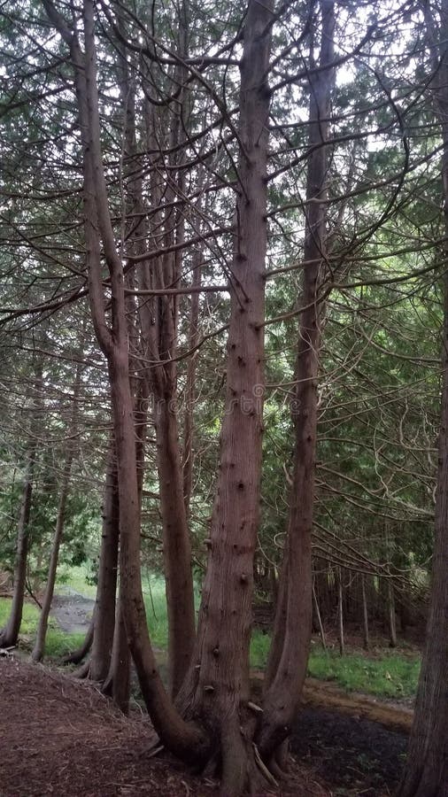 Tree stock image. Image of ground, tree, path, trees - 136932865