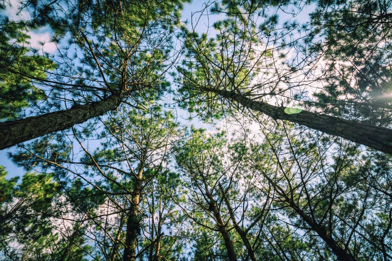 Tree stock photo. Image of hard, making, stems, resistant - 84569332