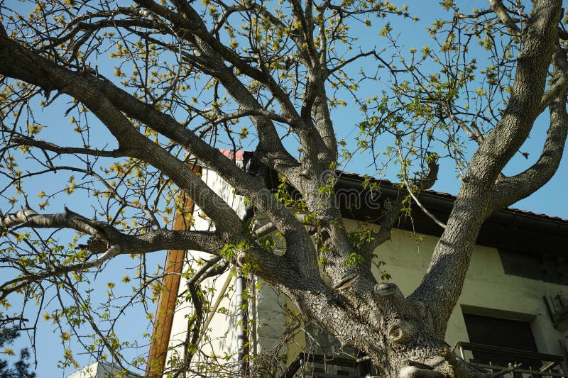 Tree with trimmed branches stock photo. Image of trimmed - 325283200