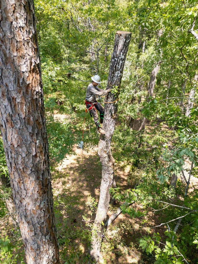 Tree Trimmer Climbing and Working To Cut Down Oak Tree Stock Image ...
