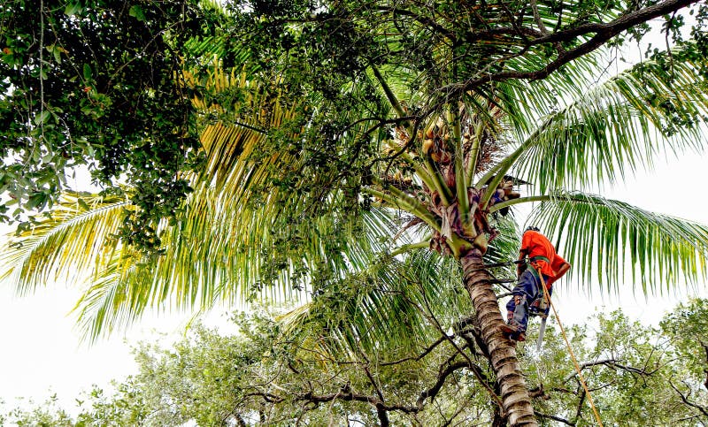 Tree trimmer on palm tree stock image. Image of climbing - 35215631