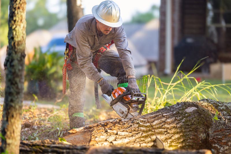 Tree Trimmer Using Chainsaw and Gear To Cut Up Down Large Oak Tree ...