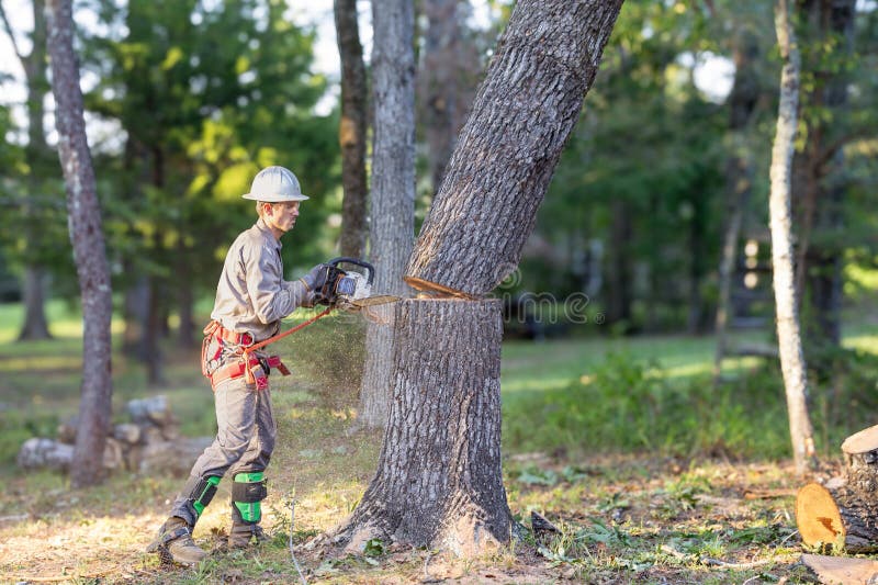 Tree Trimmer Using Chainsaw and Gear To Cut Down Large Oak Tree Stock ...