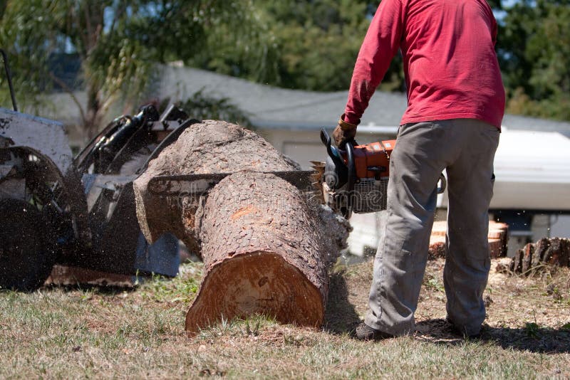 Tree Trimmer Using Chainsaw on Pine Tree Log Stock Photo - Image of ...