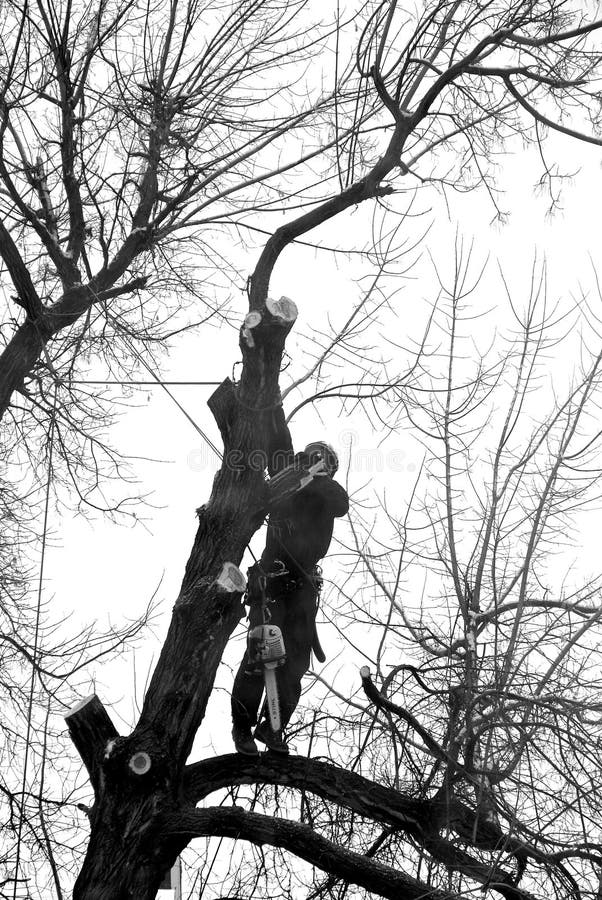 Tree Trimmer Working Outdoors. Stock Photo - Image of limbs, tree ...