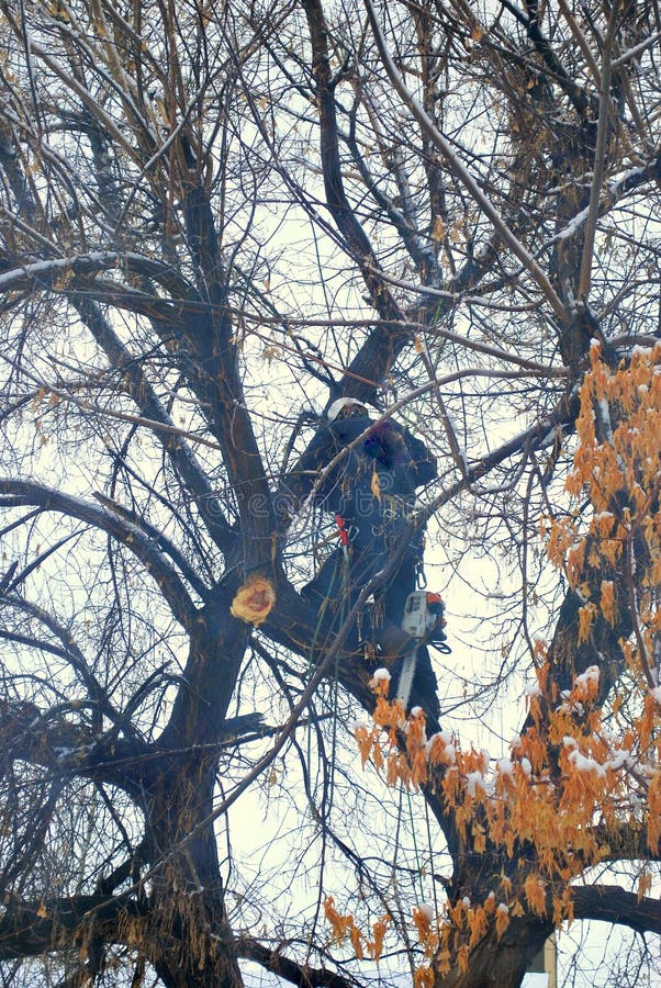 Tree Trimmer Working Outdoors. Stock Photo - Image of worker ...