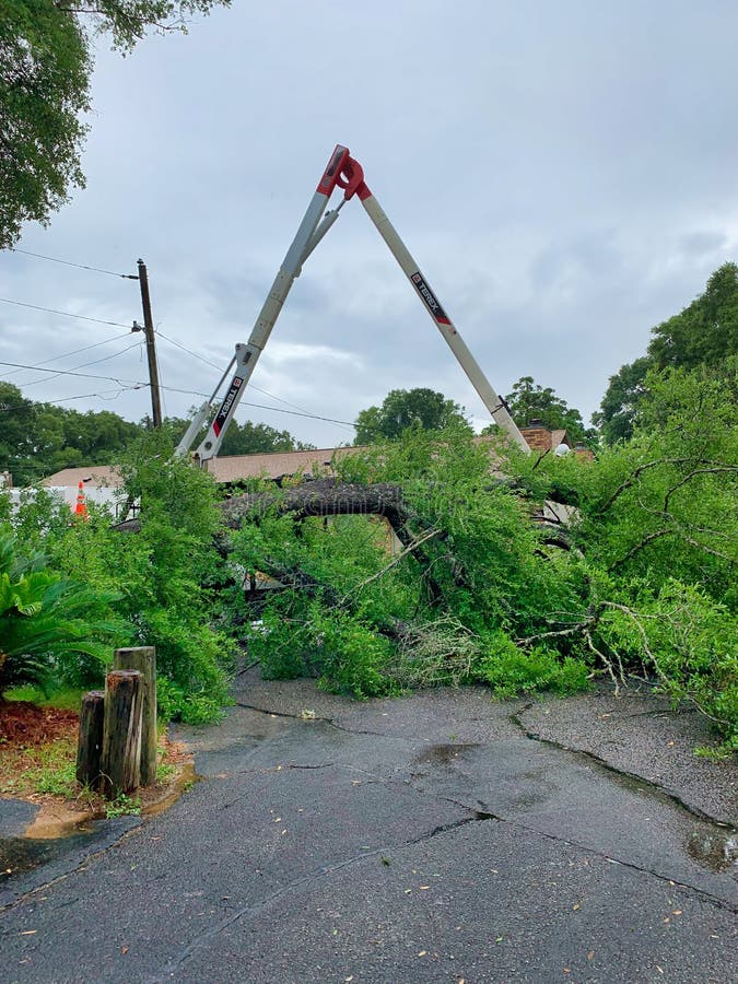 Tree Trimmers and Fallen Tree Stock Photo - Image of florida, removal ...