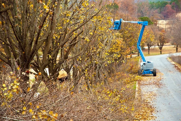 219 Man Trimming Tree Limbs Stock Photos - Free & Royalty-Free Stock ...
