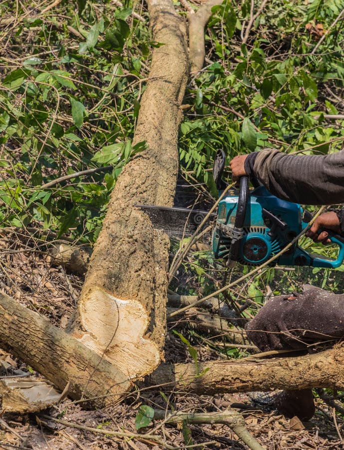 Tree Trimming stock image. Image of rural, industry, disorder - 52210191