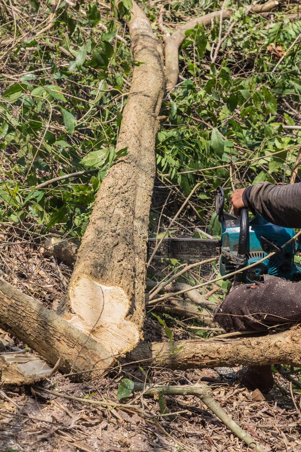 Tree Trimming stock photo. Image of environment, circle - 52210194
