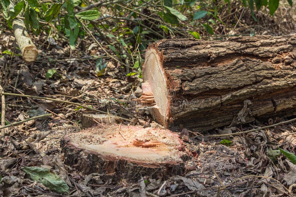 Tree Trimming stock image. Image of landscape, pile, forest - 52210205