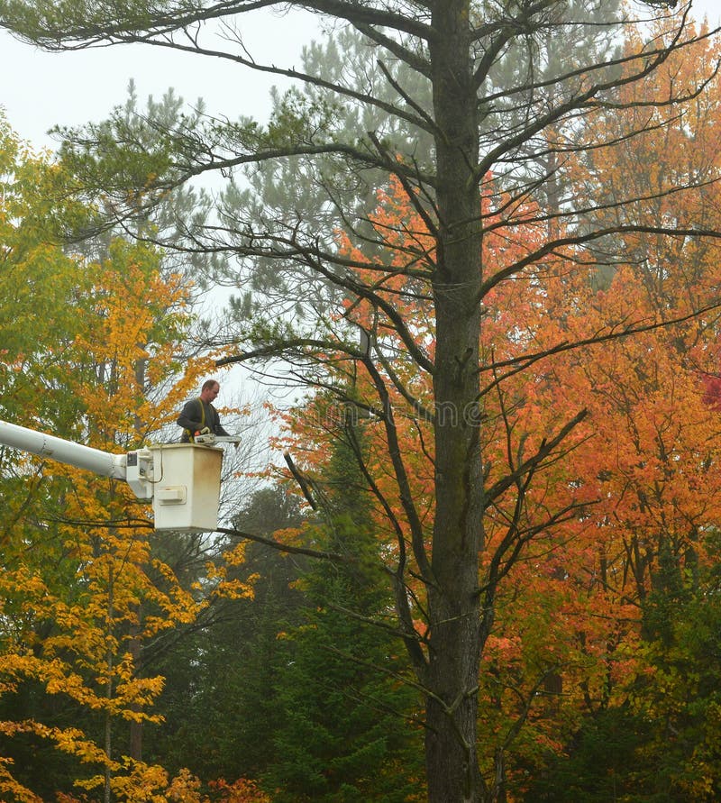 Tree Trimming editorial stock image. Image of fall, lift - 45695049