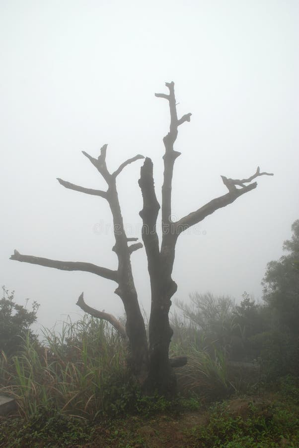 Tree truck stock photo. Image of tree, sapless, dying - 8929362