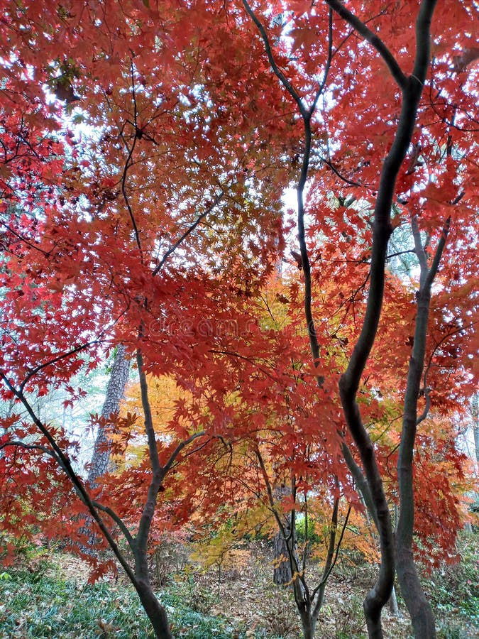 Tree Trunks with the Backdrop of Fall Leaves Stock Image - Image of ...
