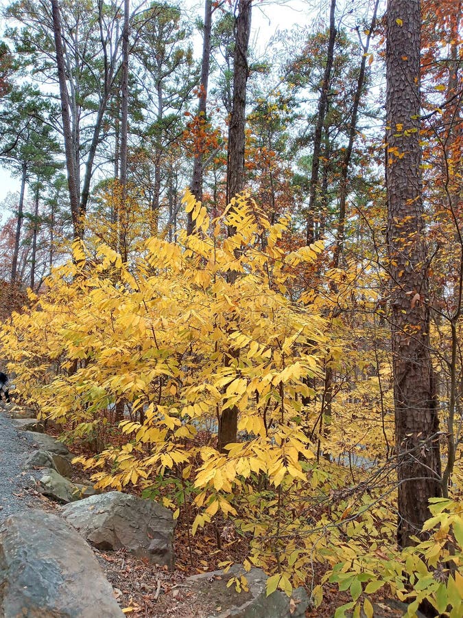 Tree Trunks with the Backdrop of Fall Leaves Stock Image - Image of ...