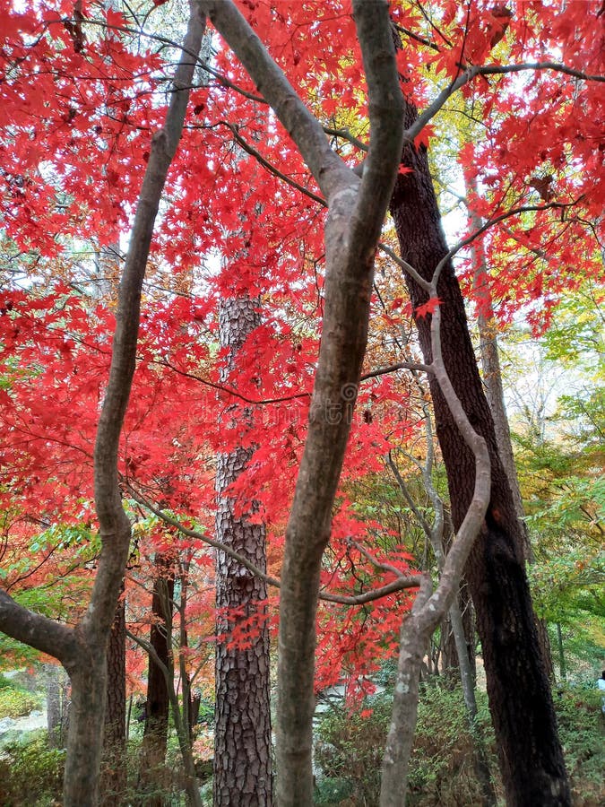 Tree Trunks with the Backdrop of Fall Leaves Stock Photo - Image of ...