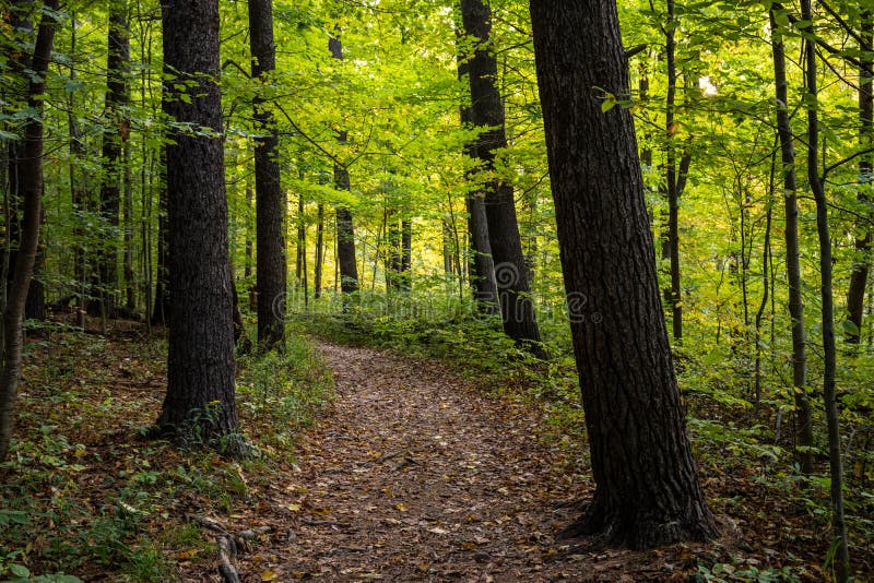 Lean To in the Woods stock image. Image of hiking, woods - 135016319