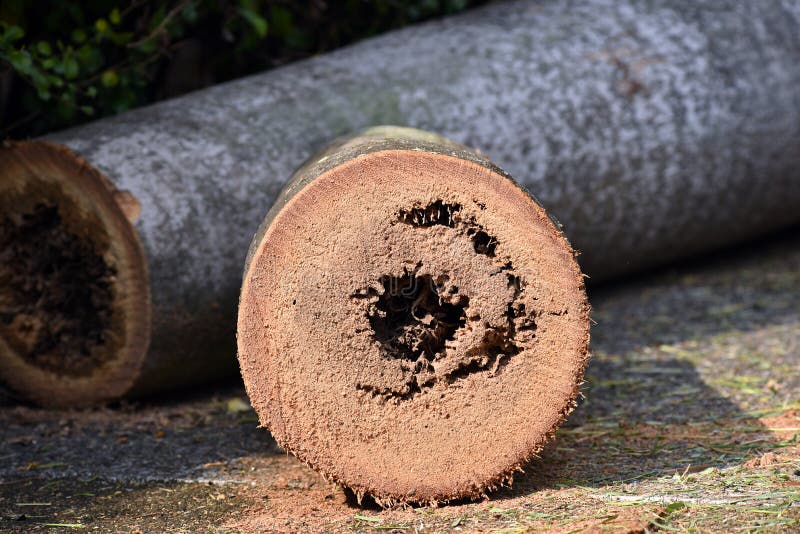 Tree Truk Internal Stem Rot and Decay Stock Photo - Image of fungus ...