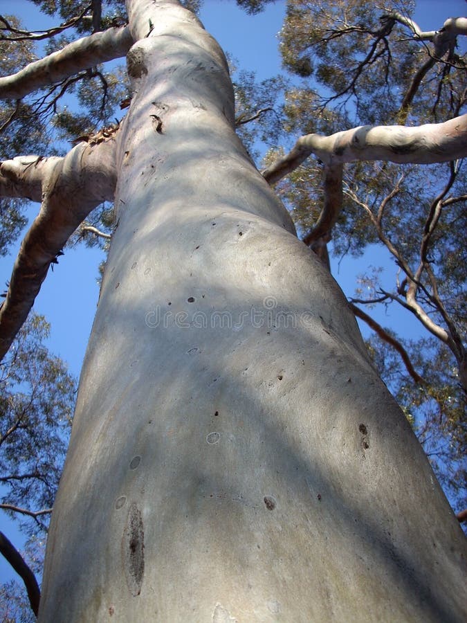 Tree trunck stock photo. Image of reach, outback, western - 25183202