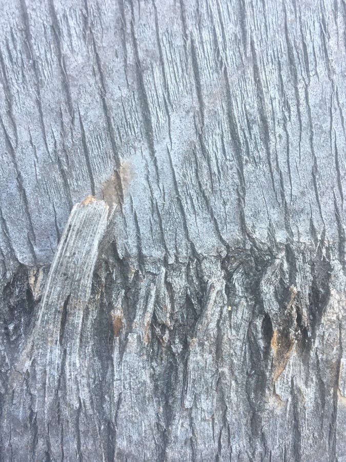 Tree trunck. Nature stock photo. Image of branch, brown - 208769964