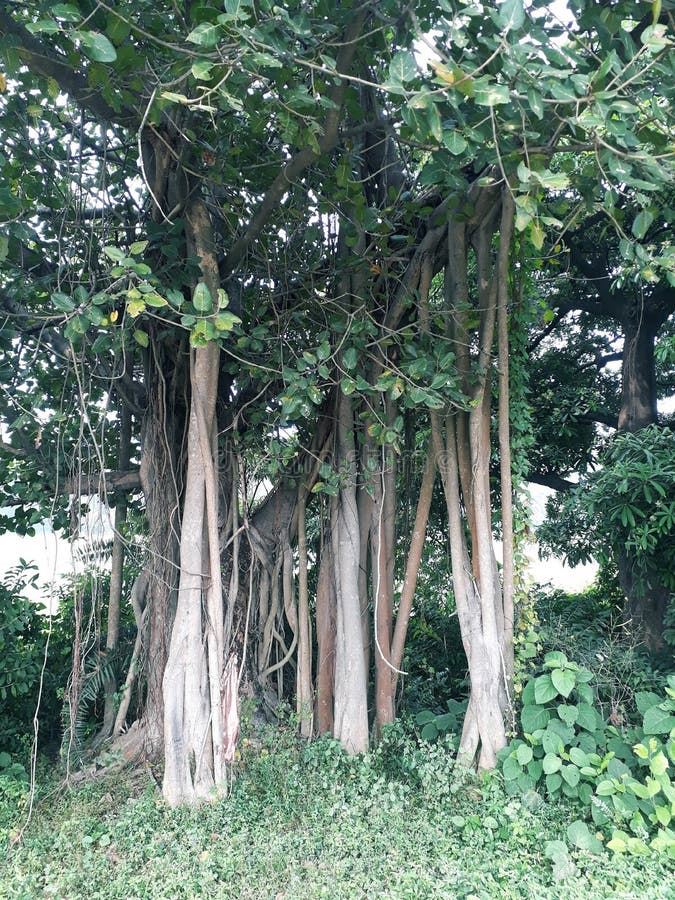 Large Hanging Aerial Root of a Tree in the Forest of Burnpur Stock ...